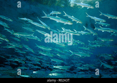 Ladyfish Elops saurus Silver Glen springs Florida Stock Photo - Alamy