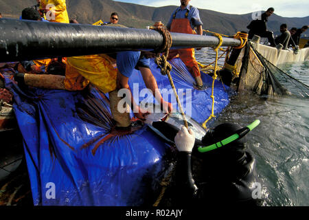 Northern Bluefin tuna pens, Thunnus thynnus, Baja California, Mexico ...