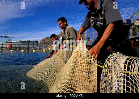 Northern Bluefin tuna aquaculture, Thunnus thynnus, Mexico, Pacific ...