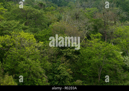 Rema Kalenga Wildlife Sanctuary located at Chunarughat in Habiganj ...