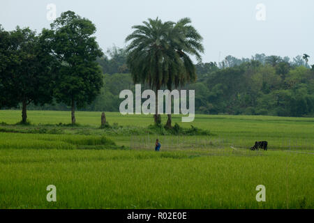 Rema Kalenga Wildlife Sanctuary located at Chunarughat in Habiganj ...