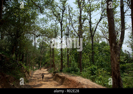 Rema Kalenga Wildlife Sanctuary located at Chunarughat in Habiganj ...