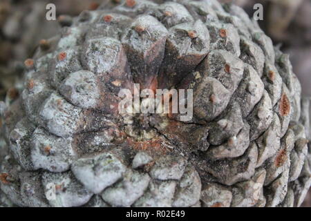 Pinecone showcasing the Fibonacci Sequence Stock Photo - Alamy
