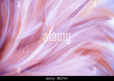 Colorful chicken feathers in soft and blur style for the background ...
