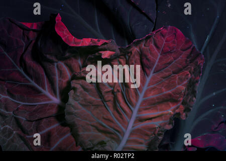 Illuminated by blacklight, chlorophyll glows red and emits a strange ...