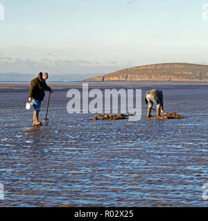 Men digging lugworms for fishing bait on Brean Beach, Somerset, Bristol ...