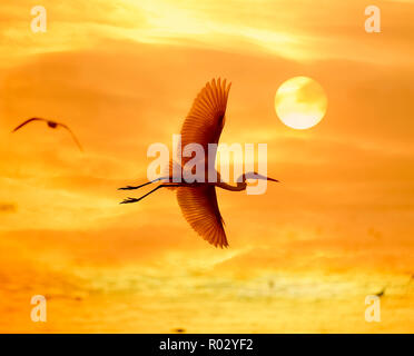egrets play in sunset Stock Photo - Alamy