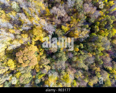 Stunning Autumn Fall forest landscape with vibrant warm Fall colours ...
