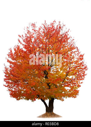 Autumn leaves of cherry tree isolated on white background. With ...