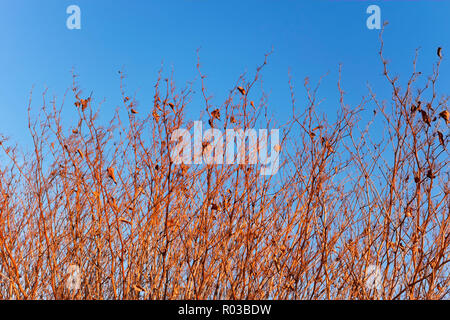 Grassy background in the rays of the sun at sunset Stock Photo - Alamy