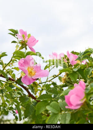 Bush wild delicate pink roses. plant background. Beautiful bush of pale ...