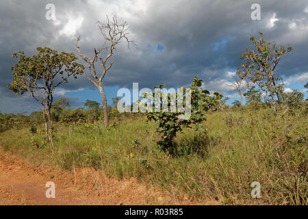Cerrado vegetation in Chapada dos Veadeiros National Park in Goias ...