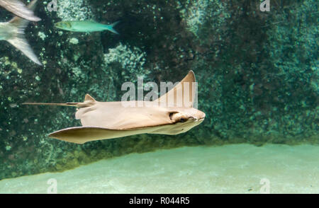 Cownose Ray (Rhinoptera bonasus) underwater Stock Photo - Alamy