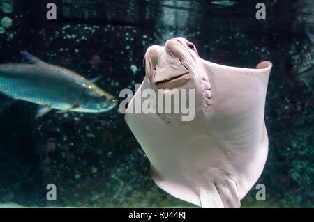 Whitish belly of Cownose ray (Rhinoptera bonasus) with its broad head ...