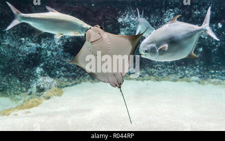 Cownose Ray (Rhinoptera bonasus) underwater Stock Photo - Alamy