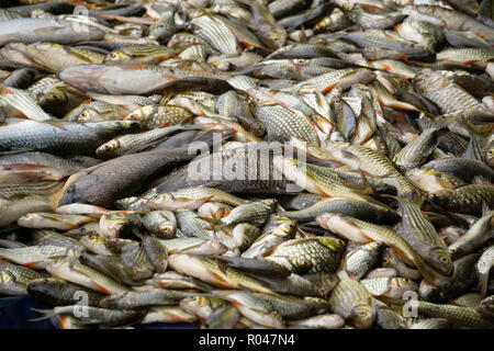 Abundance of Sabah Malaysia Borneo freshwater river fishes at market ...