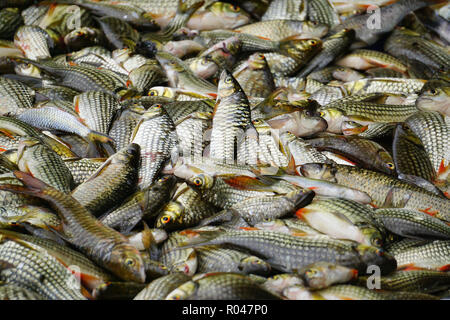 Abundance of Sabah Malaysia Borneo freshwater river fishes at market ...