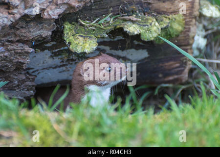 Weasel (Mustela nivalis) peeking out of a hole in a log pile. The ...