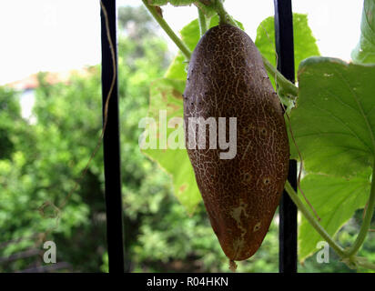 Hmong red cucumber Stock Photo - Alamy