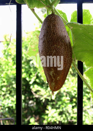 Hmong red cucumber Stock Photo - Alamy