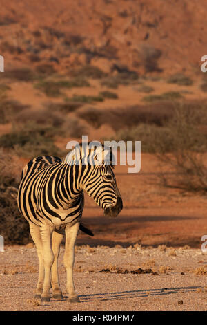 One Burchell's Plains zebra -Equus quagga burchelli- walking on the ...