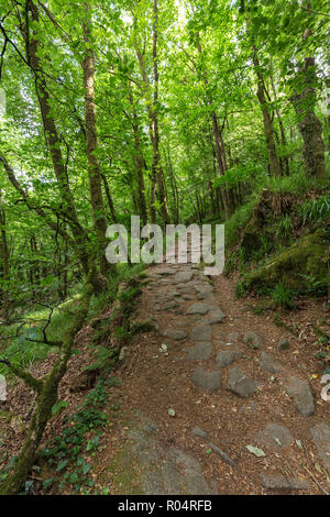 Green temperate forest in Brittany, France Stock Photo - Alamy