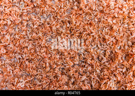 Shrimps Drying Under Sunlight Stock Photo - Alamy