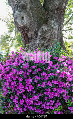 Flowering azaleas and southern live oak in early spring, Jungle Gardens ...