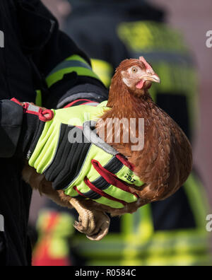 Live Chicken On Fire