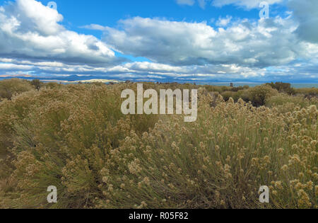 Green rabbitbrush (Chrysothamnus vicidiflorus) at Mono Lake, California ...