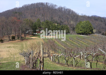Vineyard in Virginia's Blue Ridge Mountains, U.S.A Stock Photo - Alamy