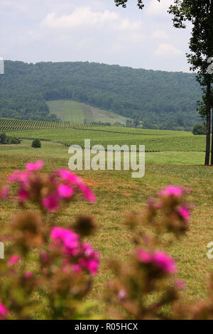 Trump Winery in Virginia, USA Stock Photo - Alamy