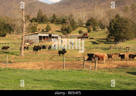 A cattle farm in rural Virginia, USA Stock Photo - Alamy