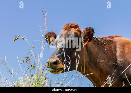 Cow eating grass in an andean landscape Stock Photo - Alamy