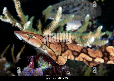Chain Catshark, Chain Dogfish (Scyliorhinus retifer), drawing Stock ...
