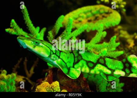 Chain Catshark, Chain Dogfish (Scyliorhinus retifer), drawing Stock ...