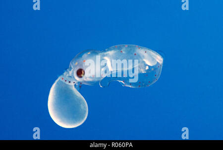 Common Squid - Loligo vulgaris Stock Photo: 79812102 - Alamy
