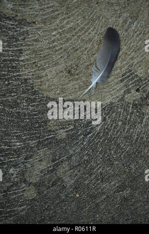 bird feather on concrete ground Stock Photo - Alamy