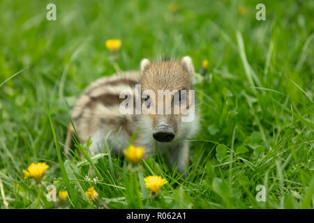 Beautiful young Boar with stripes on a meadow in Springtime Stock Photo ...