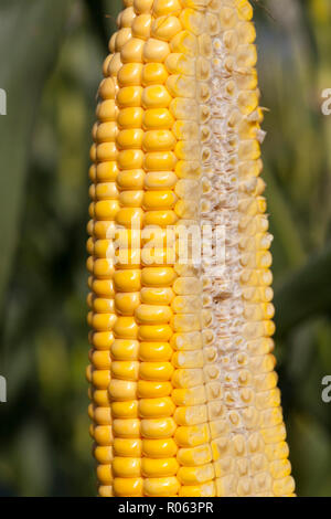 Cut fresh corn cob and seeds on white background Stock Photo - Alamy