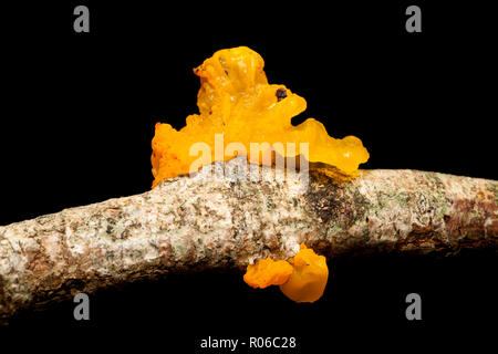 Yellow brain fungi growing on a tree in woodland. Also known as butter ...