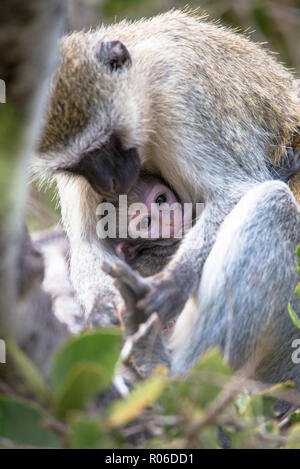 Vervet with Baby in Kenya Africa Stock Photo - Alamy