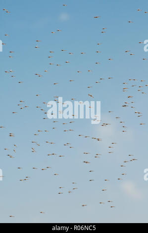 A close-up of a Mayfly, Ephemeroptera on a white background Stock Photo ...