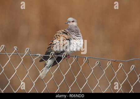 Oriental Turtle Dove puff its feathers Stock Photo - Alamy