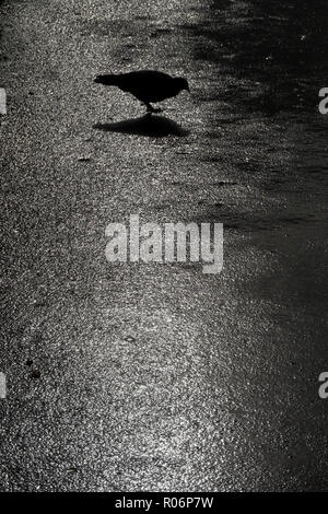 A pigeon seen in a backlight, Lyon, France Stock Photo - Alamy