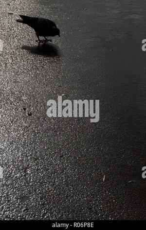 A pigeon seen in a backlight, Lyon, France Stock Photo - Alamy