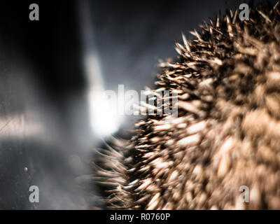 snout detail of a scared hedgehog Stock Photo - Alamy