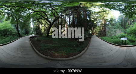 360° view of Muir Woods Redwoods - Alamy
