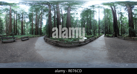 360° view of Muir Woods Redwoods - Alamy
