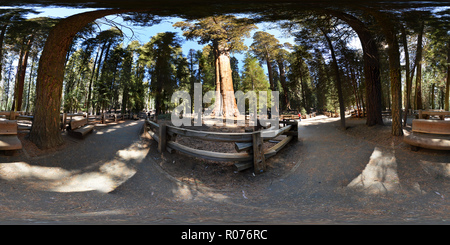 360° view of The General Sherman Tree, Sequoia National Park ...